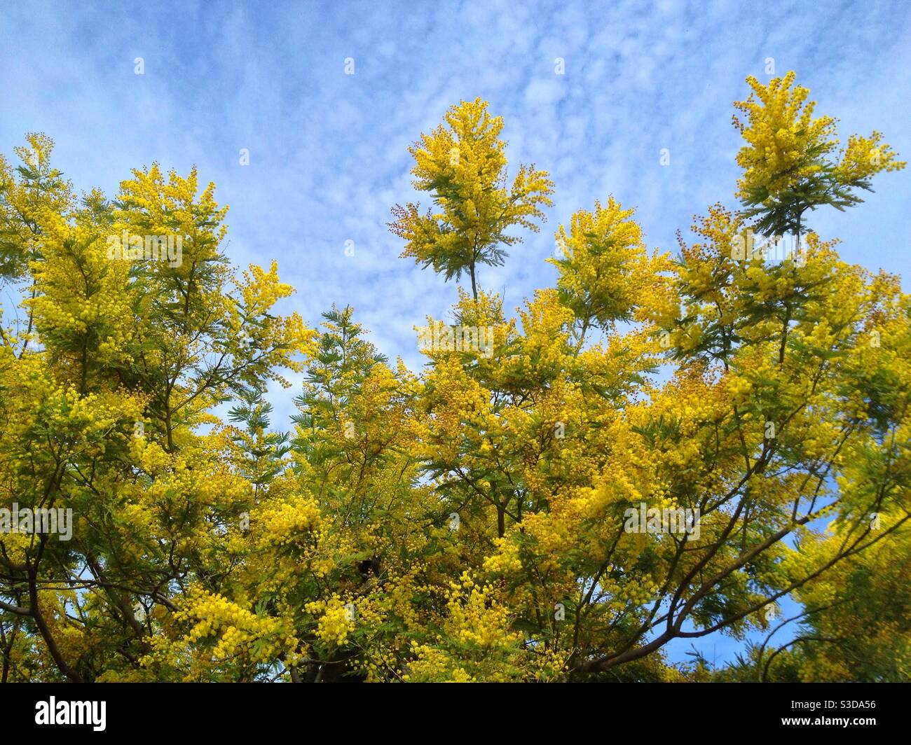 Mimosa, flowering of trees Stock Photo - Alamy