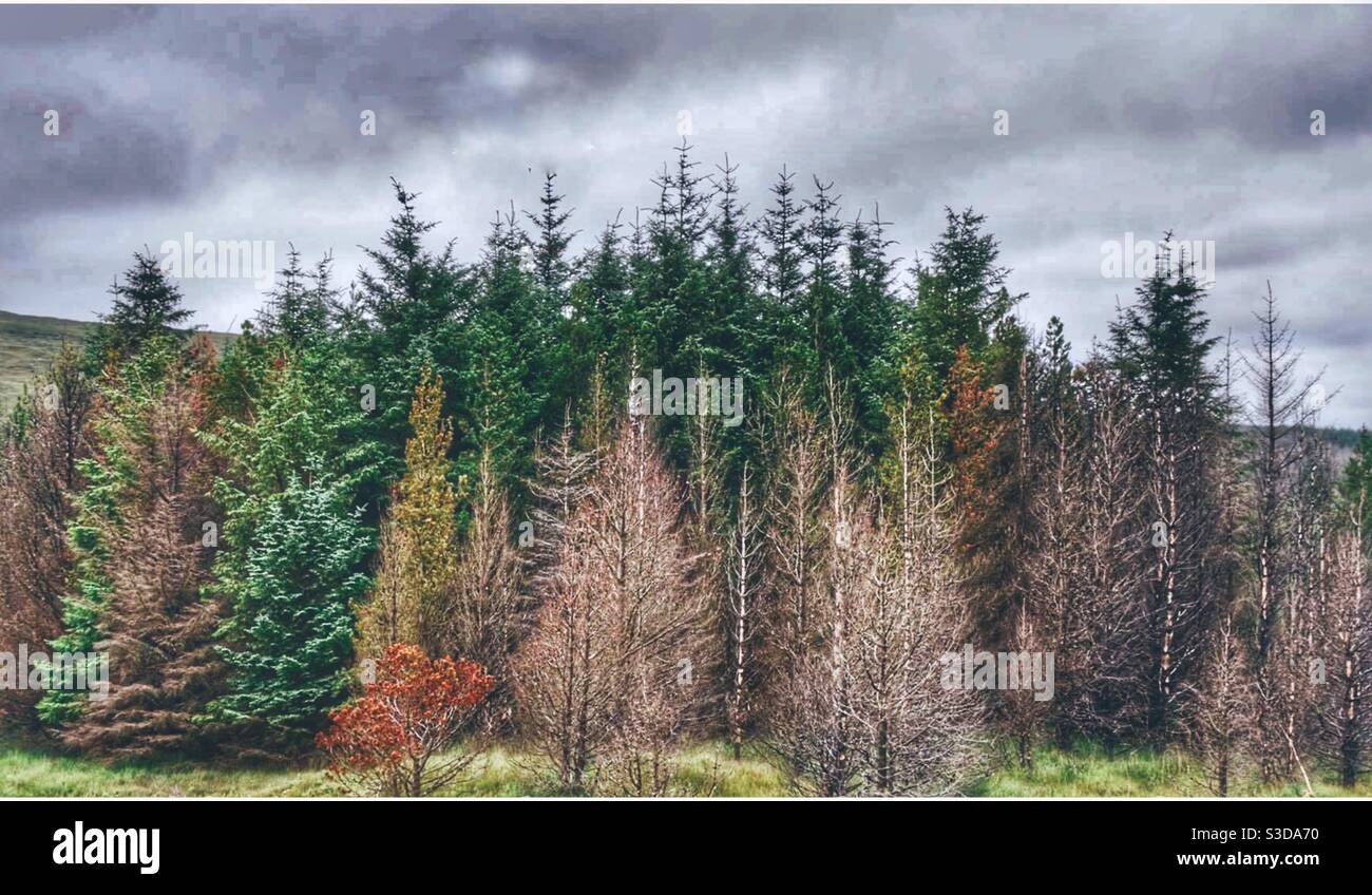 Colourful trees in Yorkshire Stock Photo - Alamy