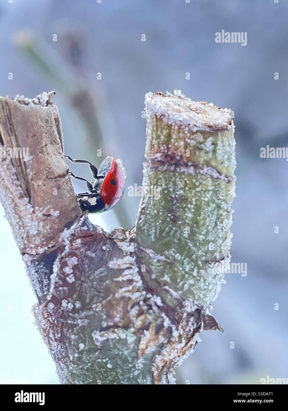 Garden insect winter hi-res stock photography and images - Alamy