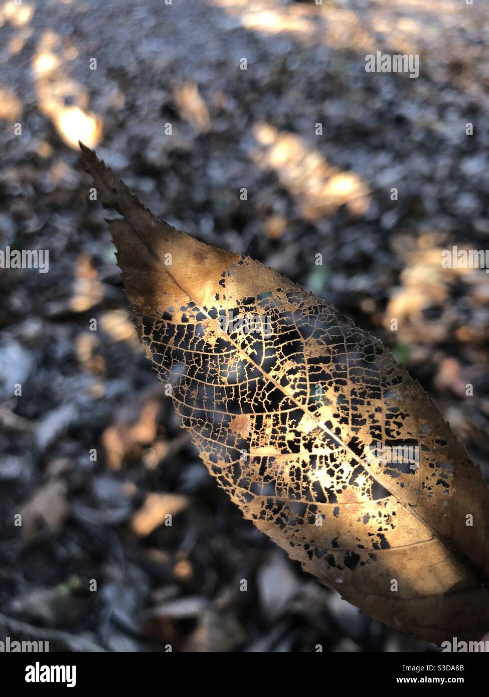 Delicate structure hi-res stock photography and images - Alamy