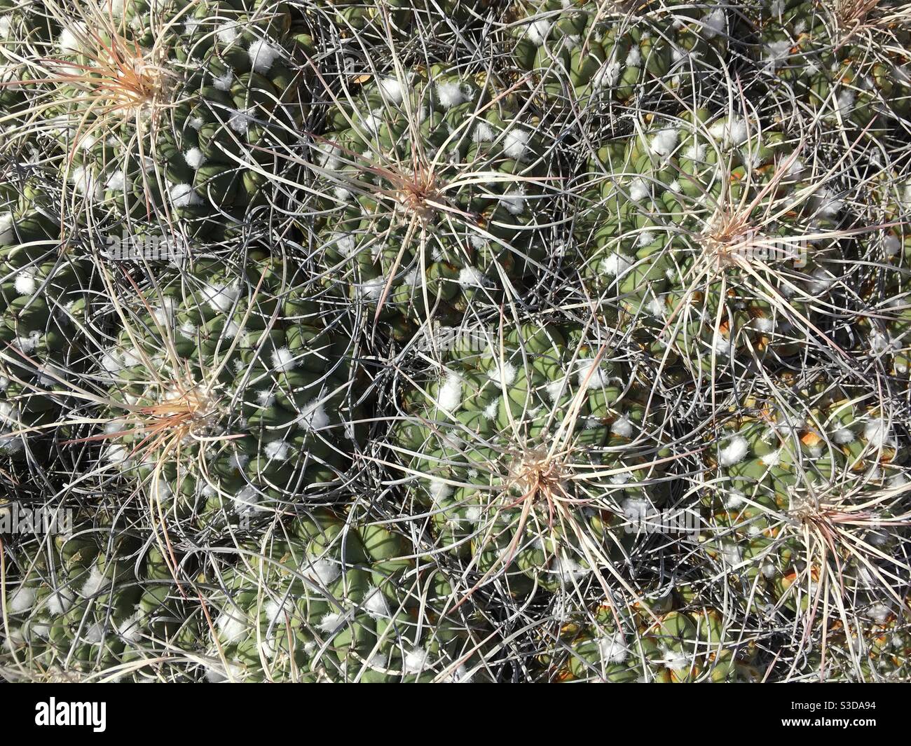 Spiny cactus hi-res stock photography and images - Alamy
