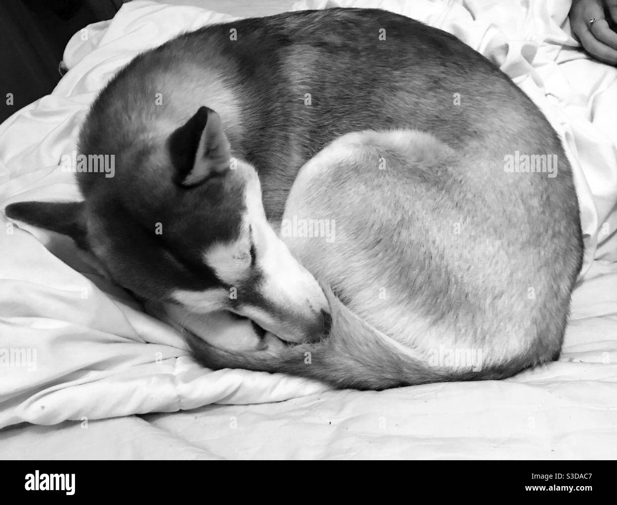 Archy Black and White Stock Photos & Images - Alamy