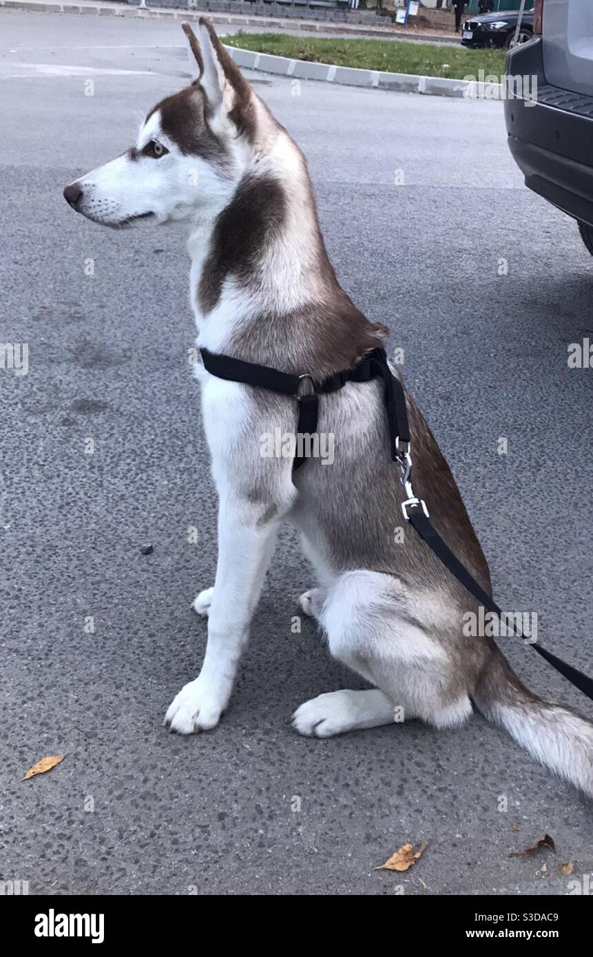 Archy hi-res stock photography and images - Alamy