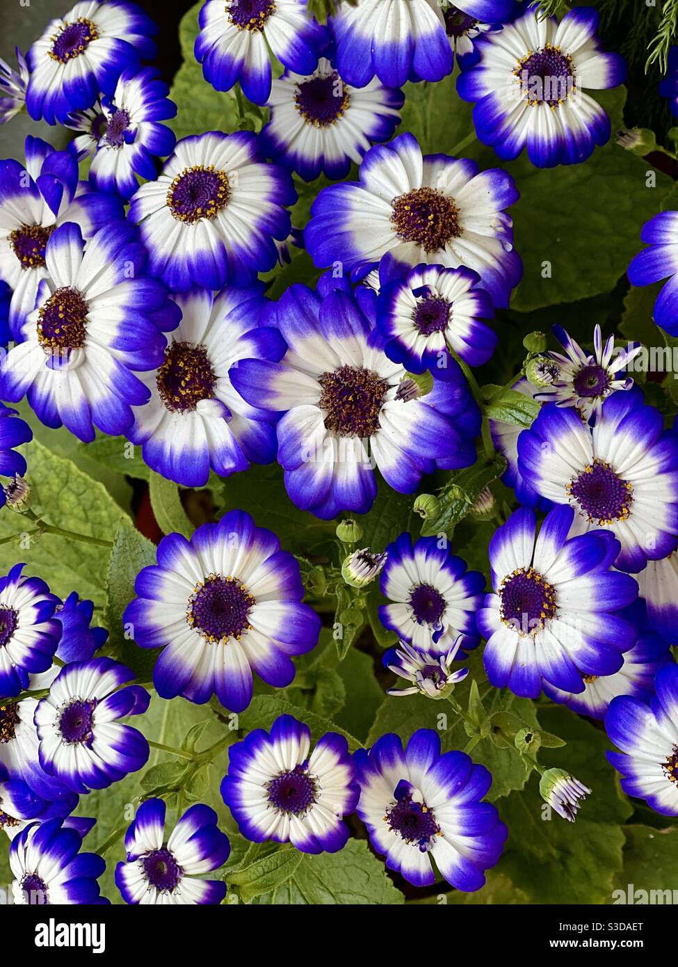 Blue And White Cineraria High Resolution Stock Photography and Images ...