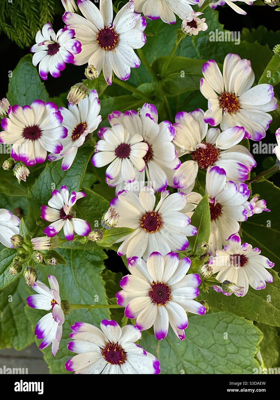 Pink Cineraria High Resolution Stock Photography and Images - Alamy