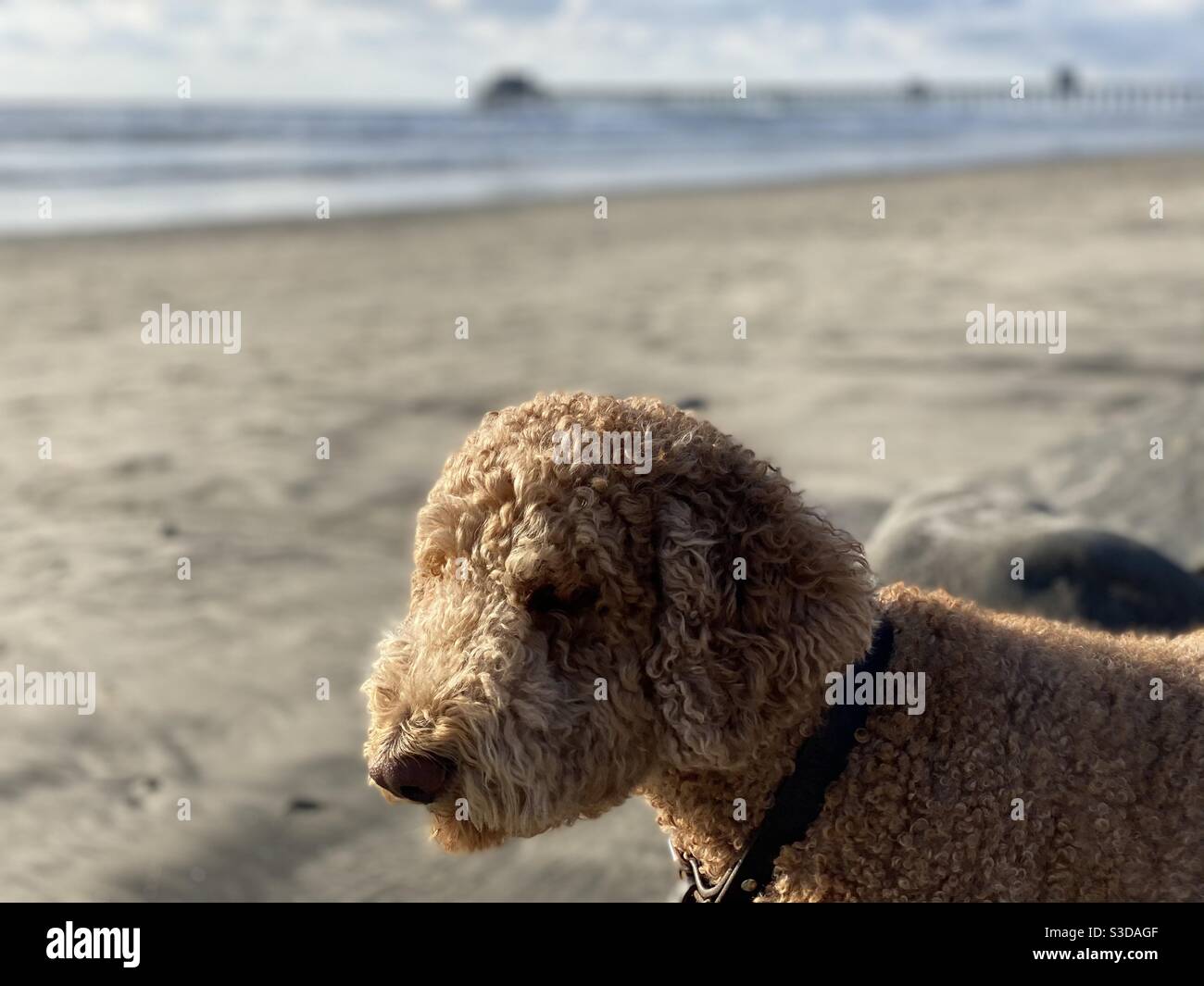 Labradoodle on the beach hi-res stock photography and images - Alamy