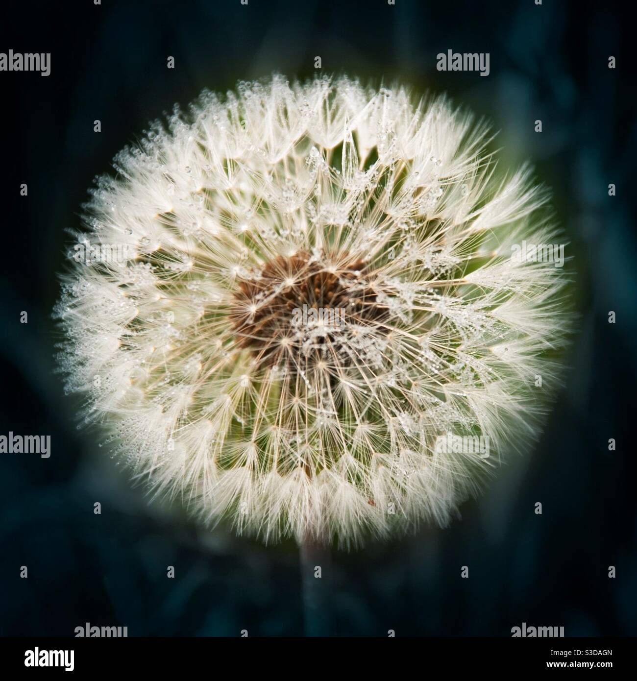 Dandelion fluff stockimo hi-res stock photography and images - Alamy