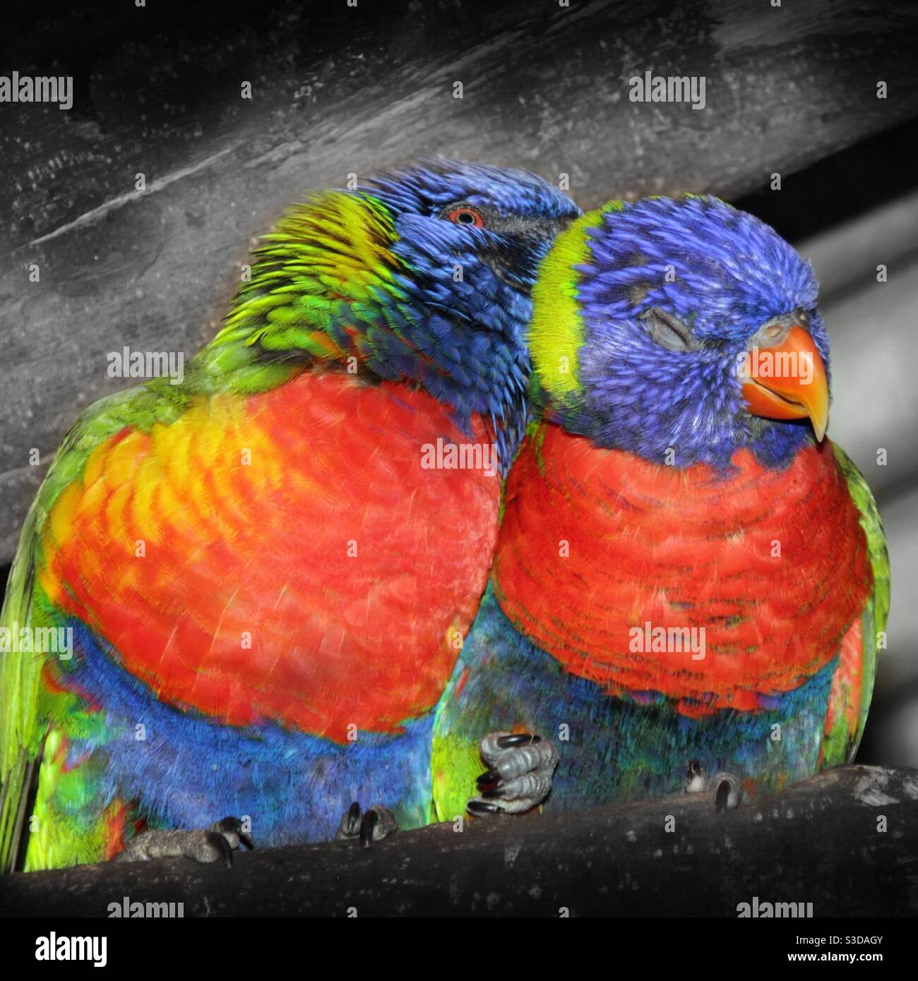 Parakeet preening hi-res stock photography and images - Alamy