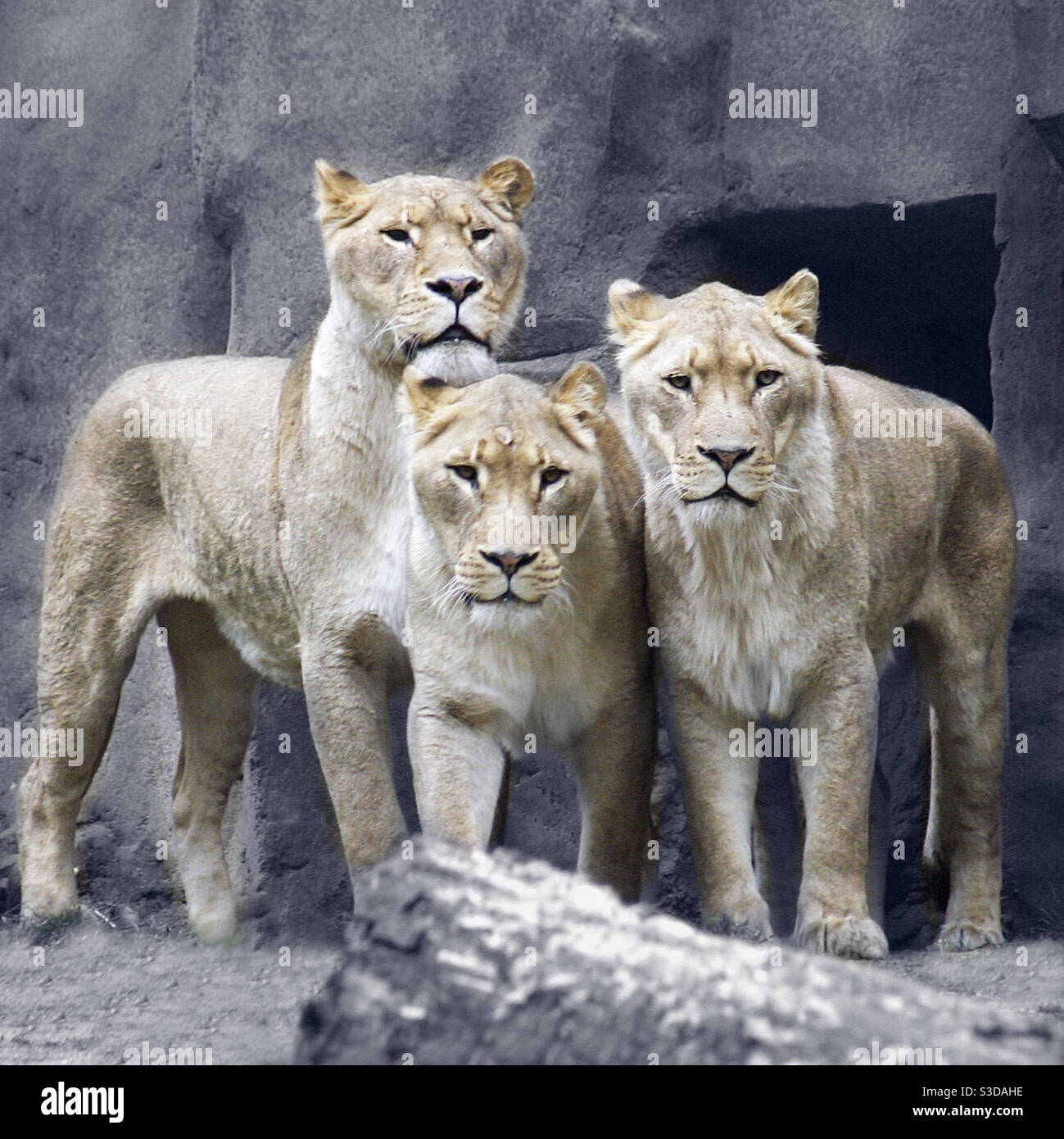 Three lionesses hi-res stock photography and images - Alamy