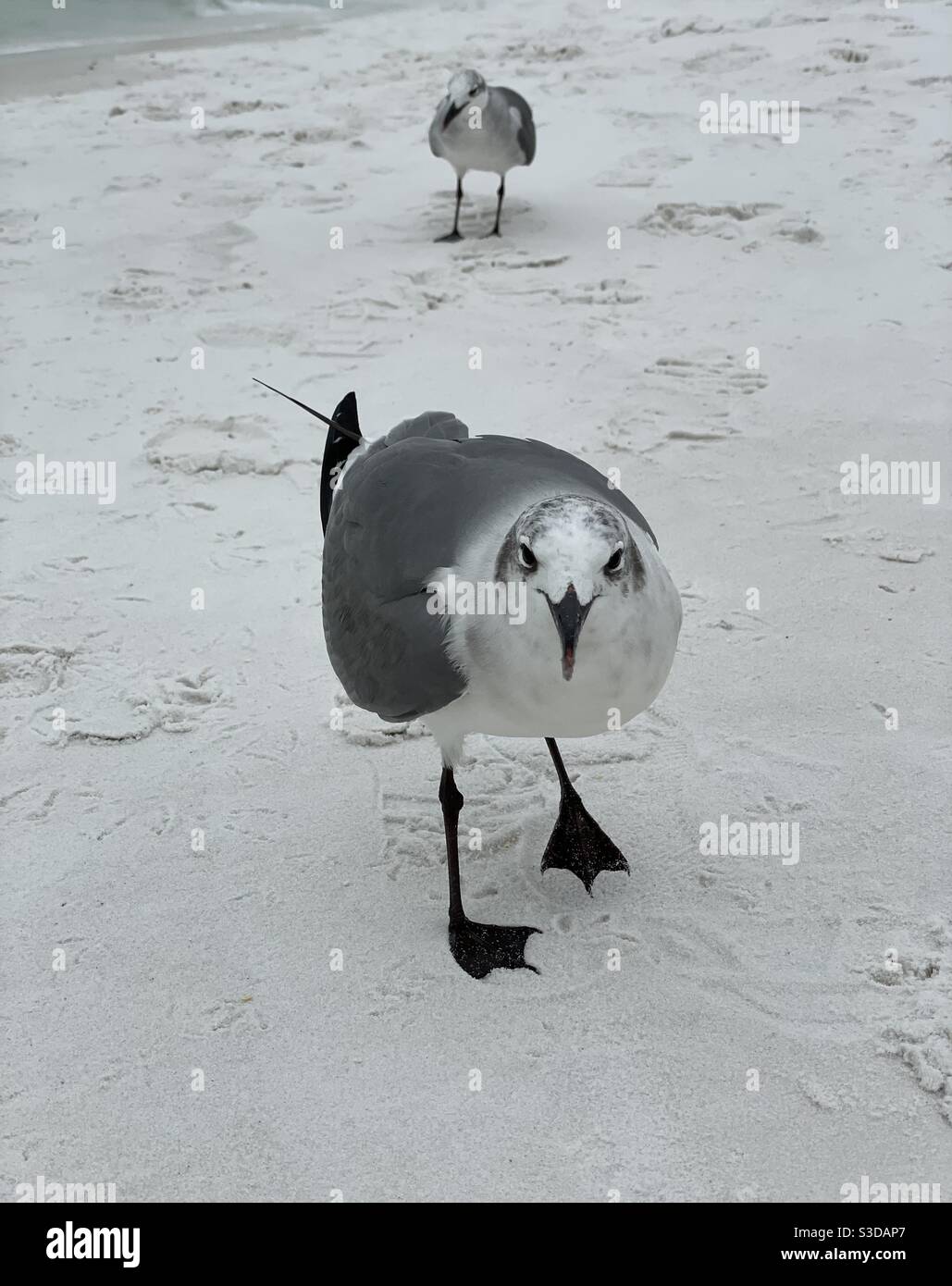 Seagull looking directly into the camera Stock Photo - Alamy