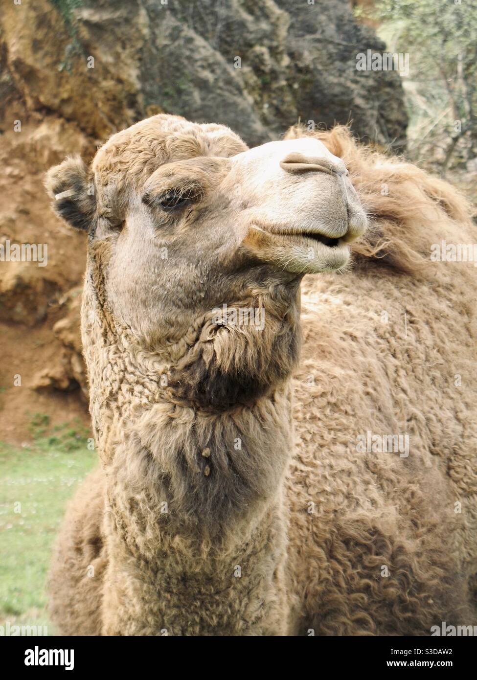 Gentle camel hi-res stock photography and images - Alamy
