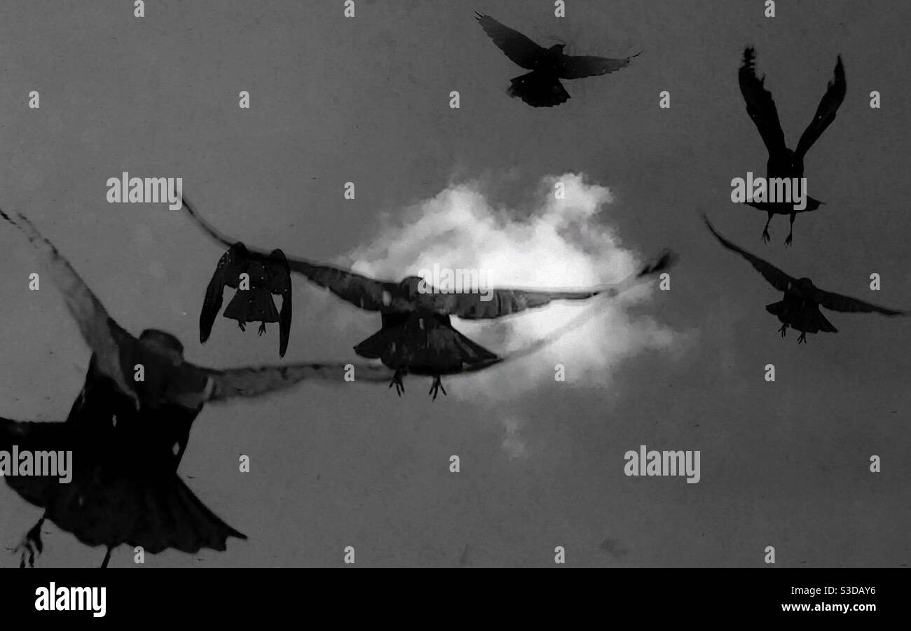 Crows in flight Stock Photo - Alamy