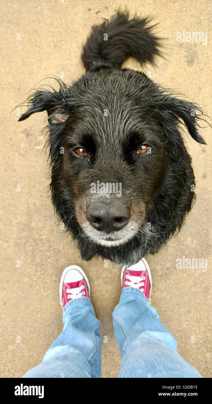 Red dog shoes hi-res stock photography and images - Alamy