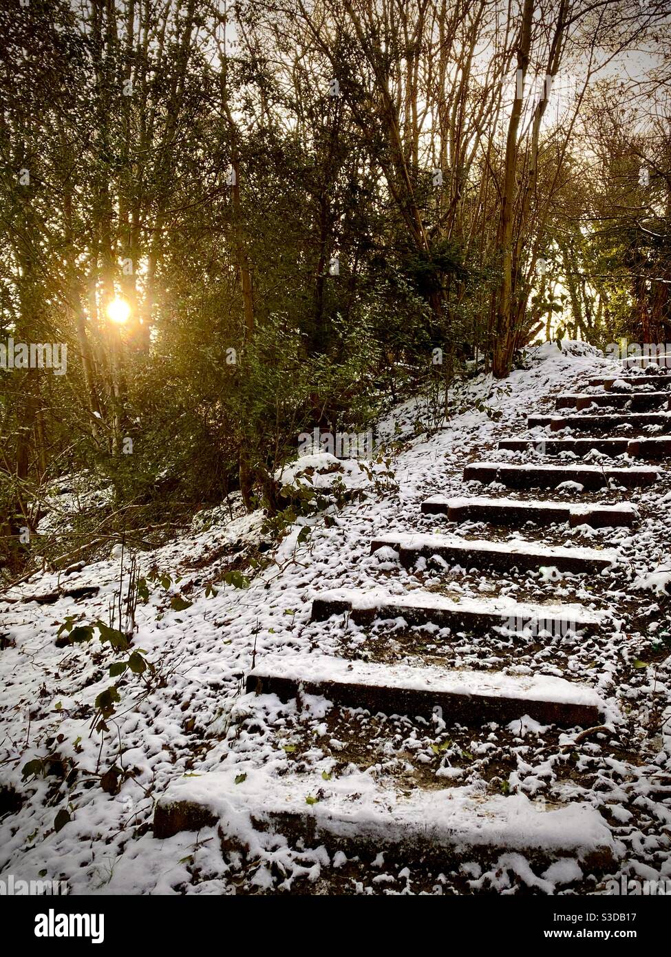 Woodland steps hi-res stock photography and images - Alamy