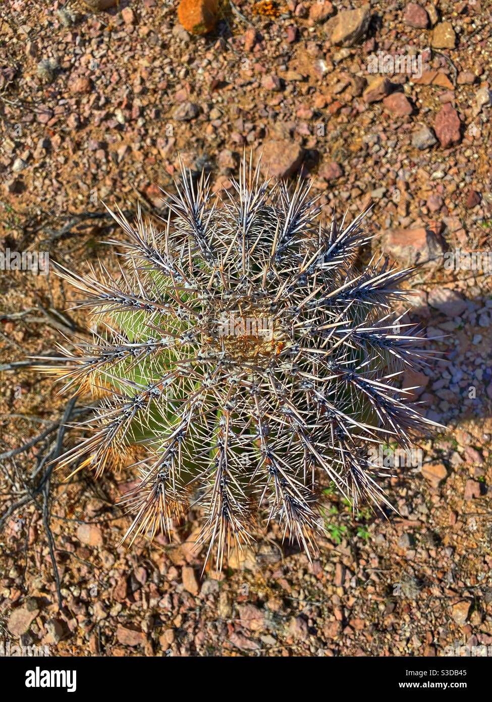 Needles cactus hi-res stock photography and images - Alamy