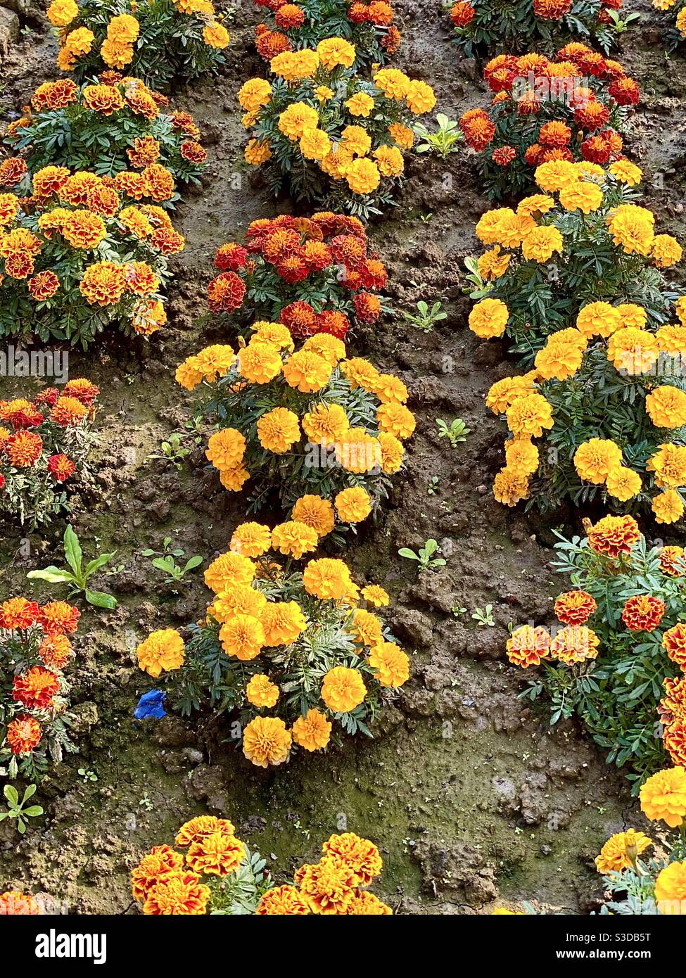 Marigold Cultivation High Resolution Stock Photography and Images - Alamy