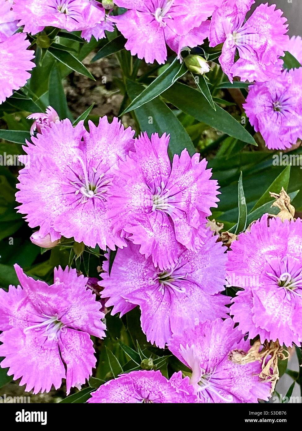 Primrose flowers primula vulgaris hi-res stock photography and images ...