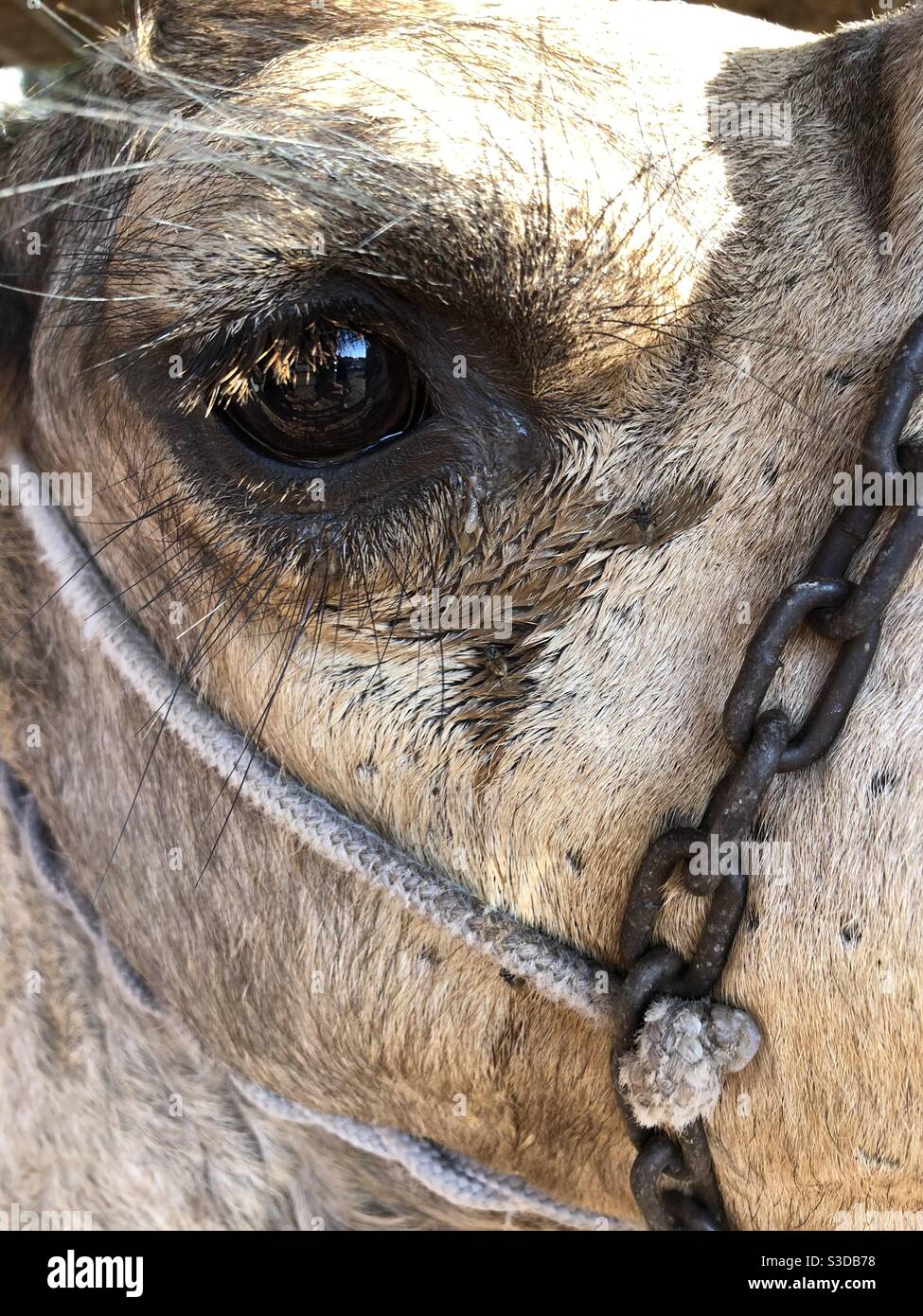 Camel eye hi-res stock photography and images - Alamy