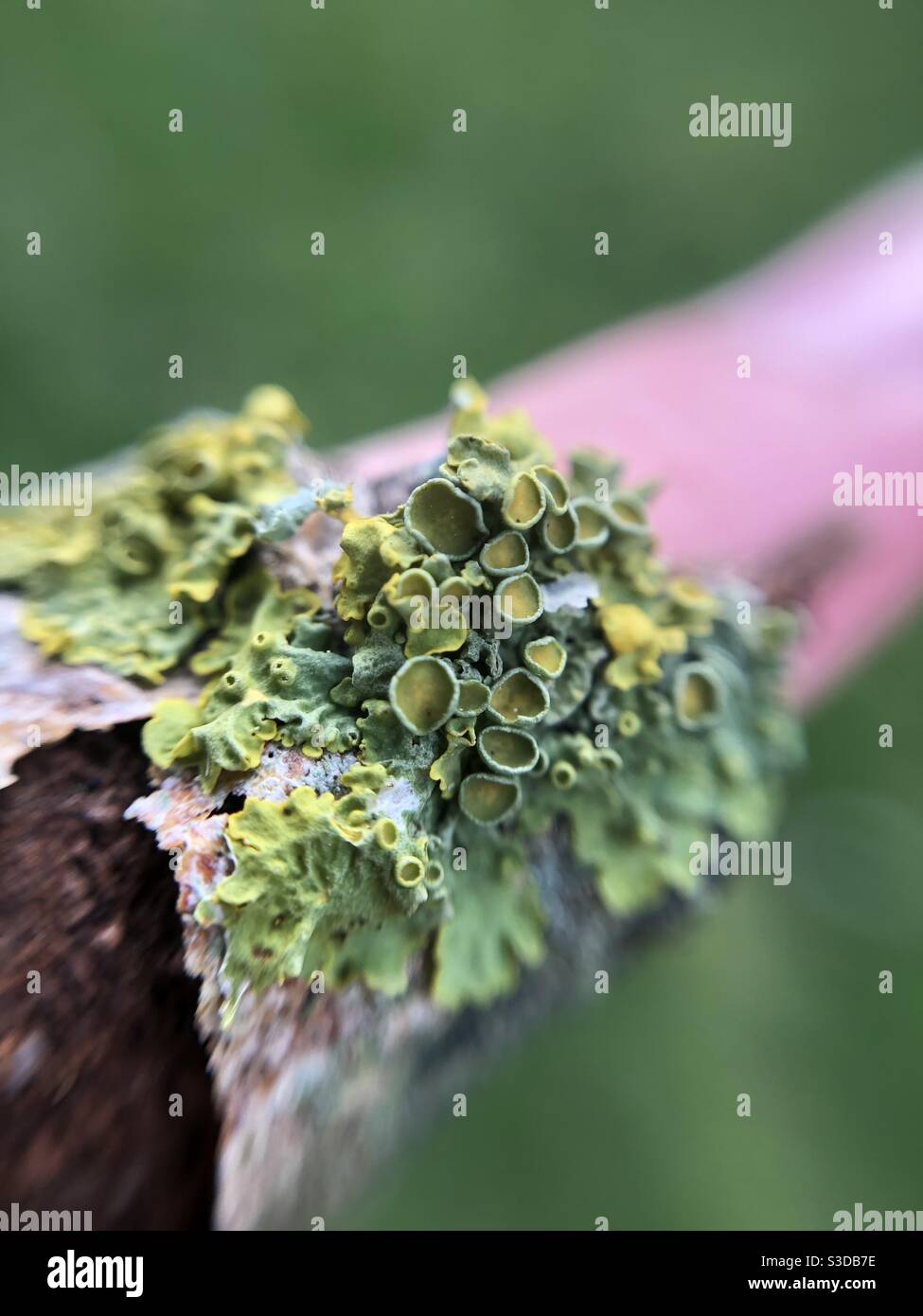 Bark like hi-res stock photography and images - Alamy