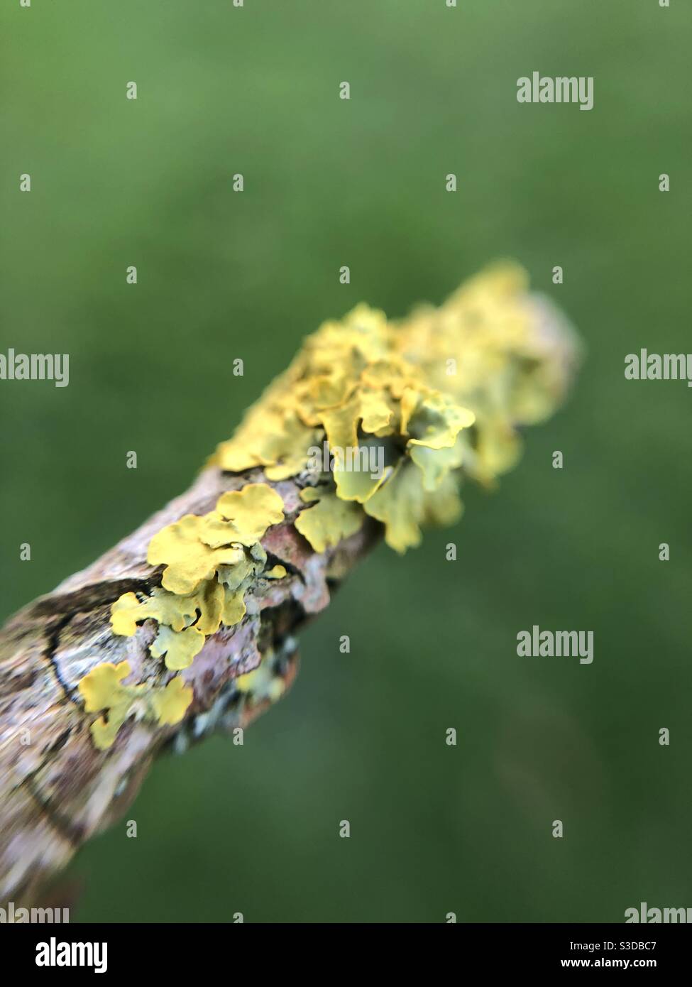 Green stick hi-res stock photography and images - Alamy
