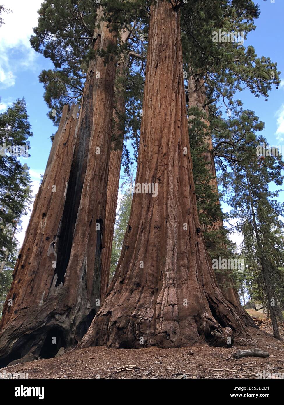 Sequoias forest hi-res stock photography and images - Alamy