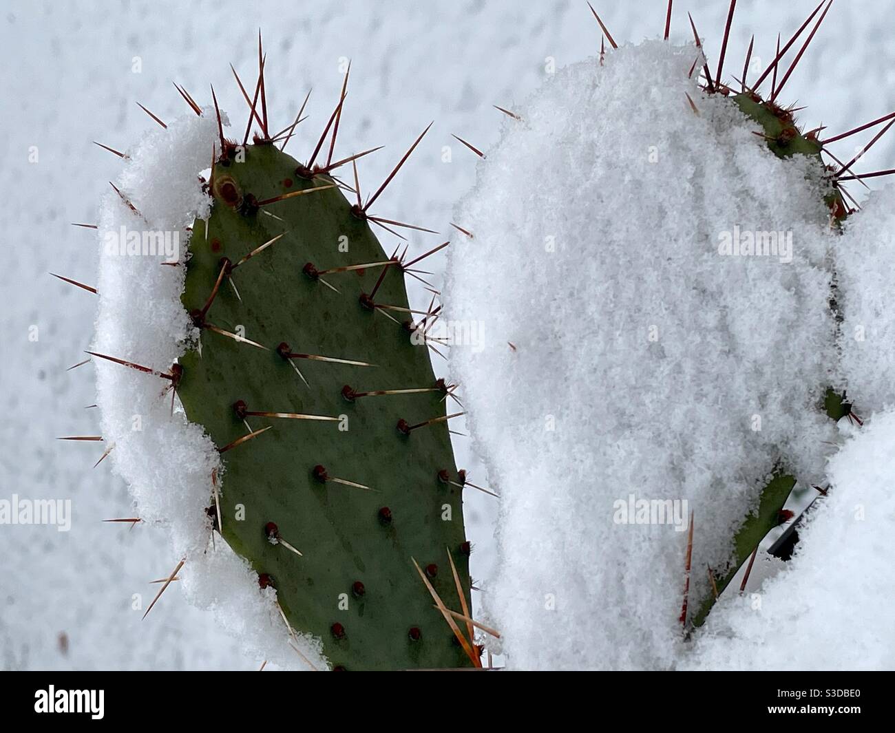 Cactus in the snow hi-res stock photography and images - Alamy
