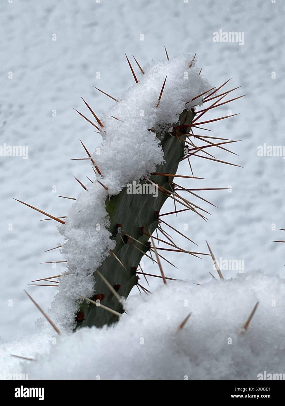 Opuntia snow hi-res stock photography and images - Alamy