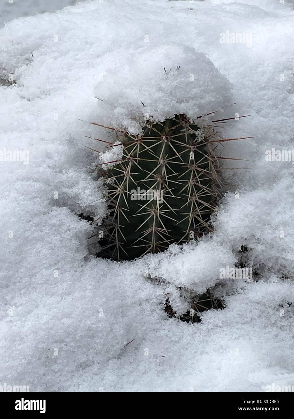 Cactus snow hi-res stock photography and images - Alamy