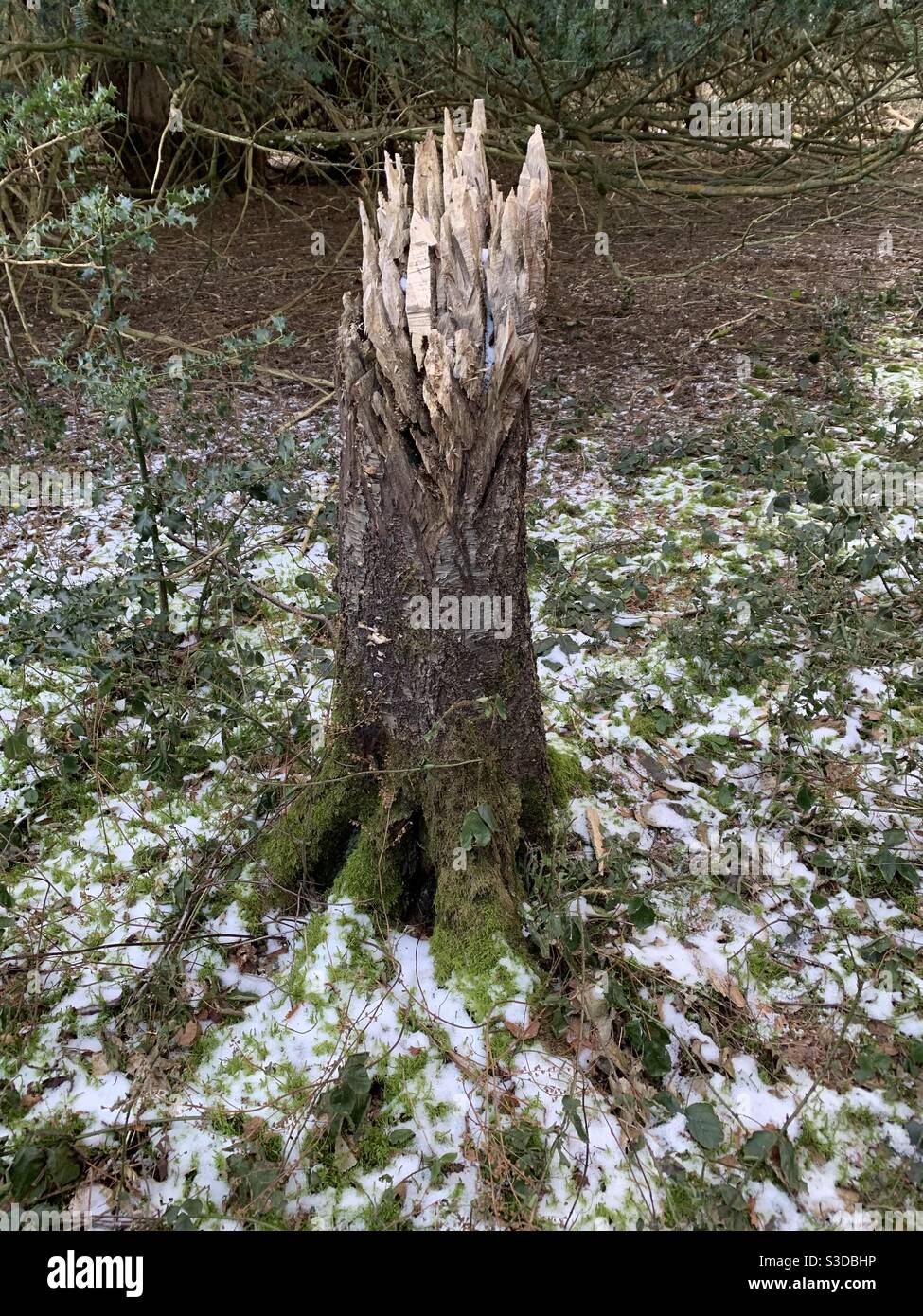 Jagged tree stump hi-res stock photography and images - Alamy
