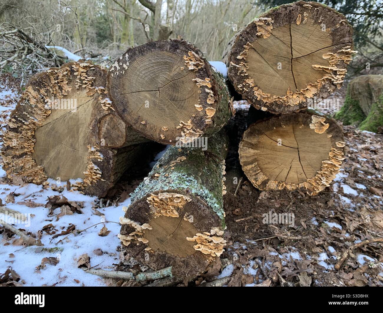 Log ends hi-res stock photography and images - Alamy
