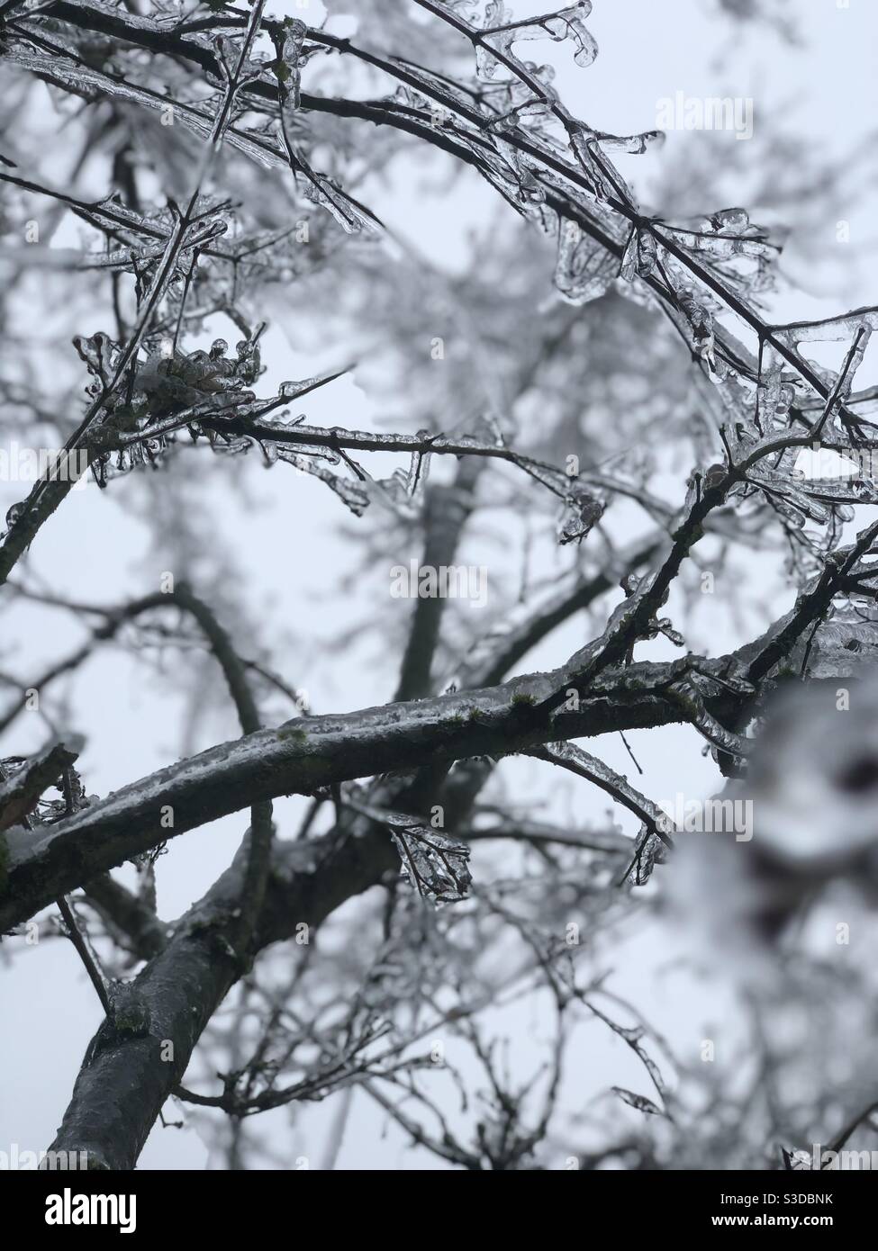 Ice rain on young maple sapling Stock Photo - Alamy