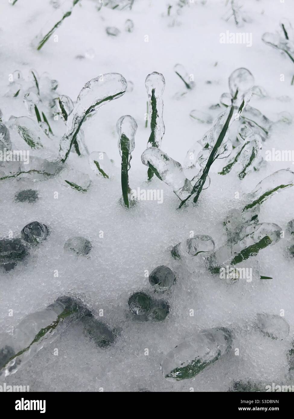 Iced blades of grass hi-res stock photography and images - Alamy