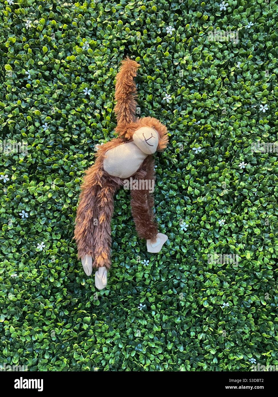 Monkey hanging hi-res stock photography and images - Alamy