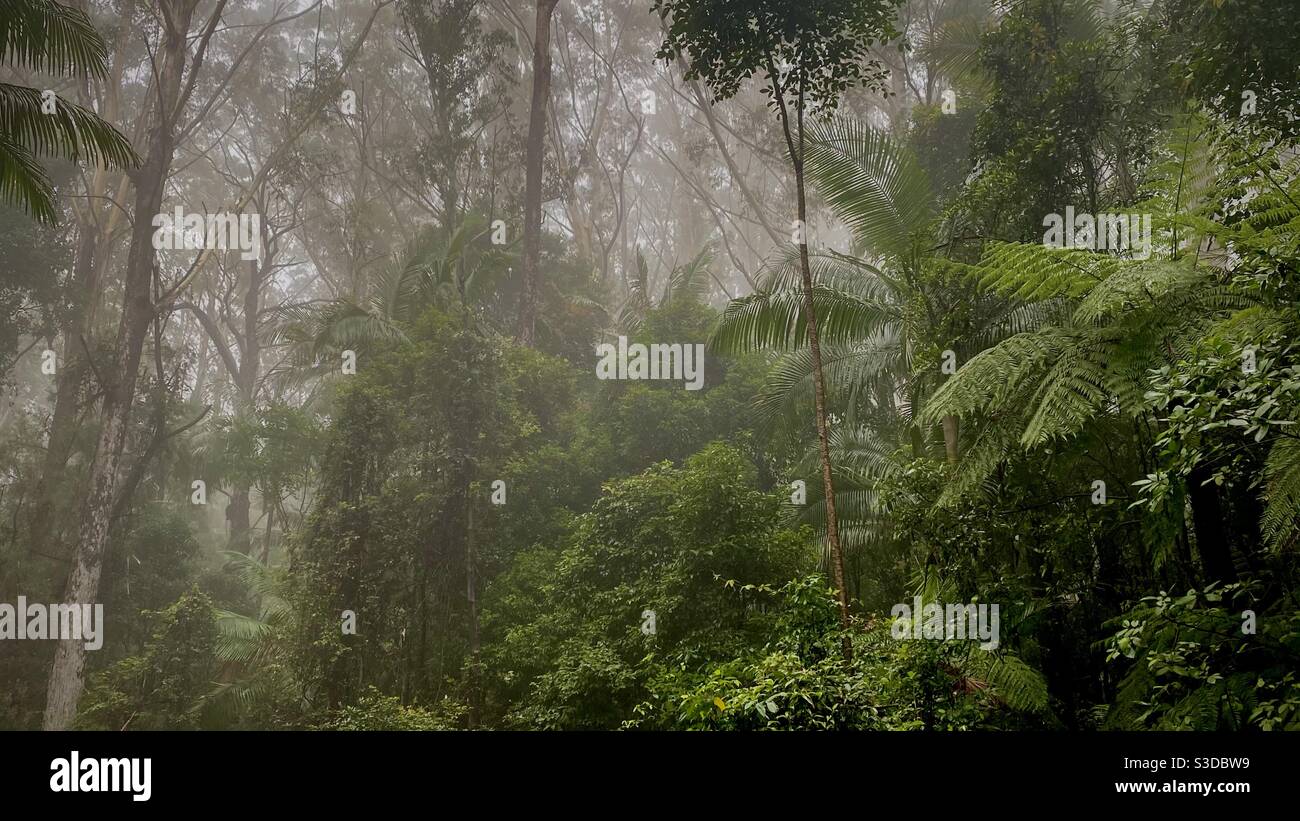 Moody rainforest hi-res stock photography and images - Alamy