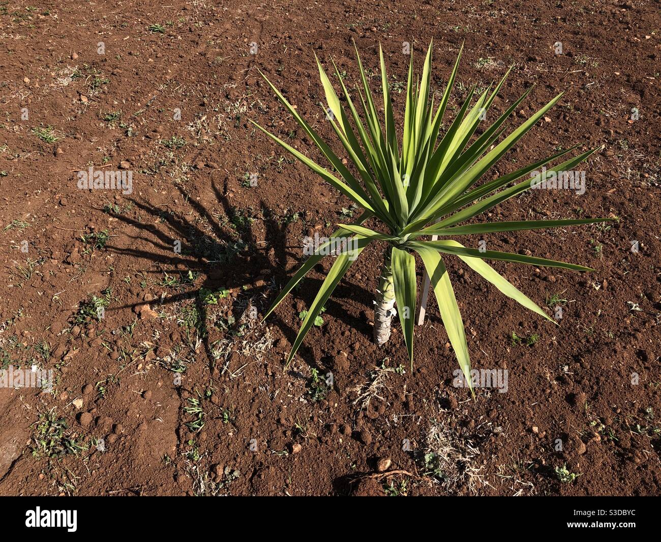 Newly planted palm tree sapling Stock Photo - Alamy