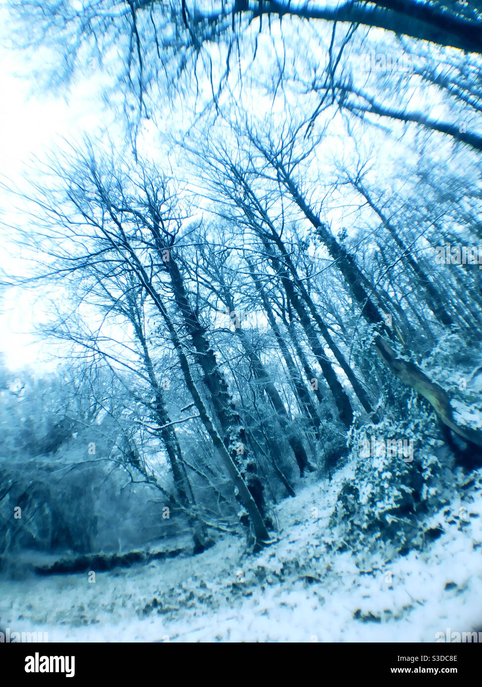 Distorted trees in the snow Stock Photo - Alamy