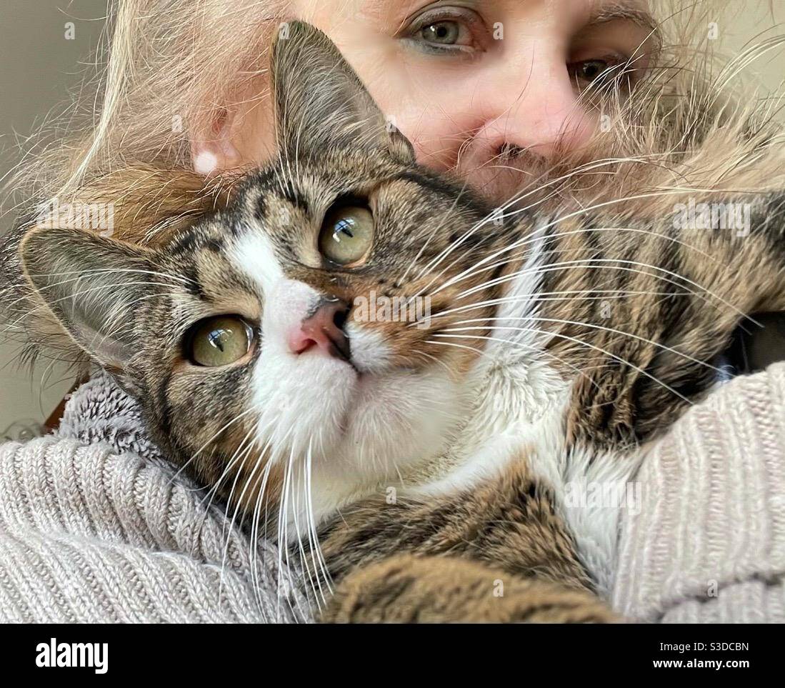 The He-Cat Bernie Stock Photo - Alamy