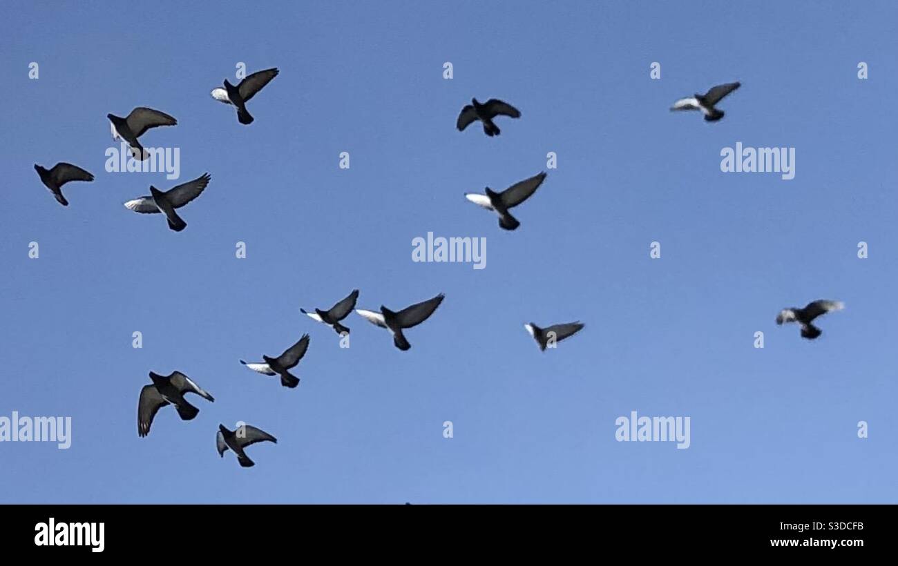Birds in flight Stock Photo - Alamy