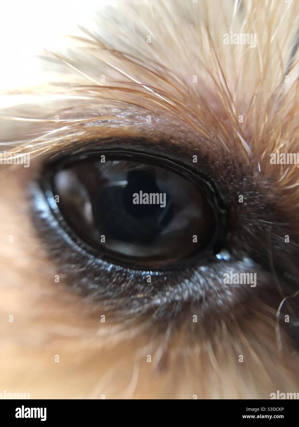 Beady eyes hi-res stock photography and images - Alamy