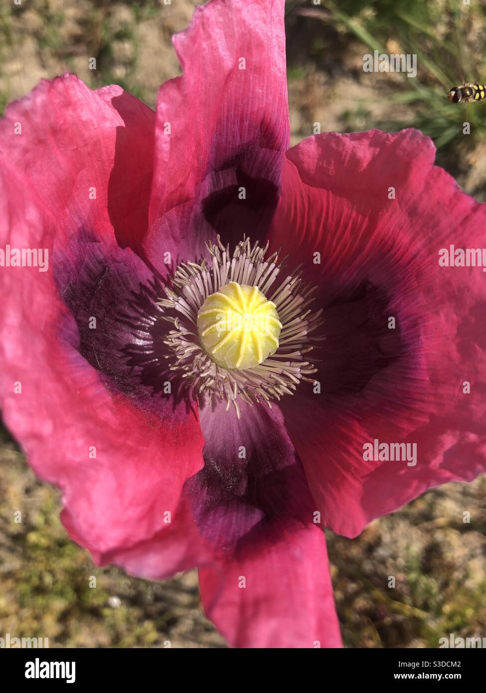 Pink And Purple Poppies