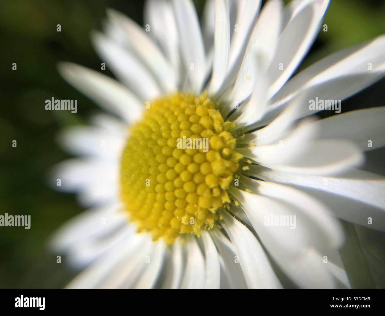 White pollen hi-res stock photography and images - Alamy