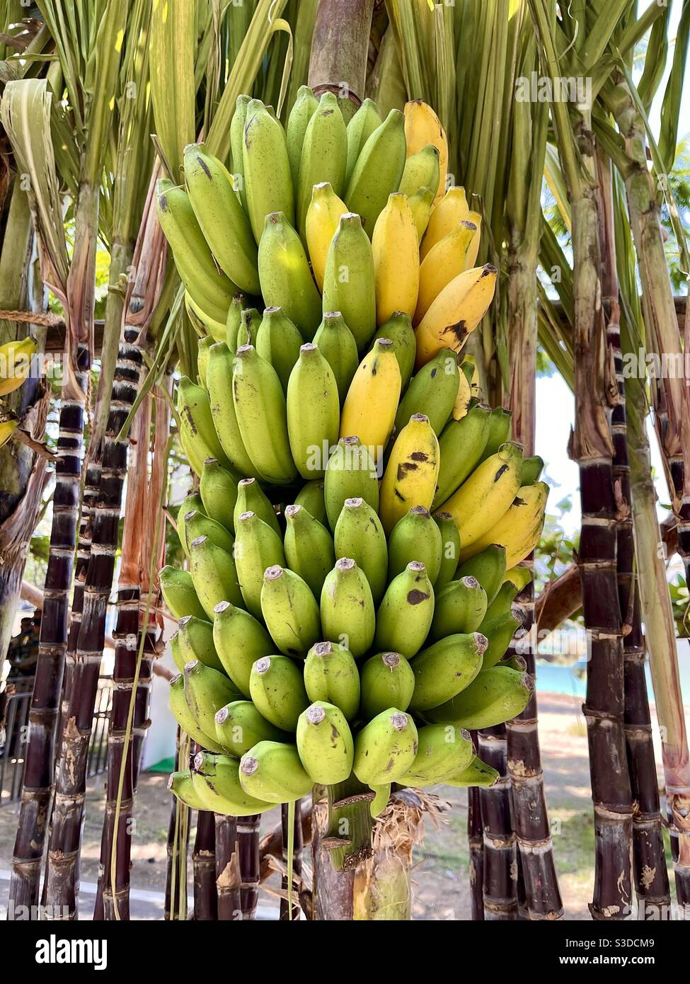 Hanging bunch of bananas hi-res stock photography and images - Alamy