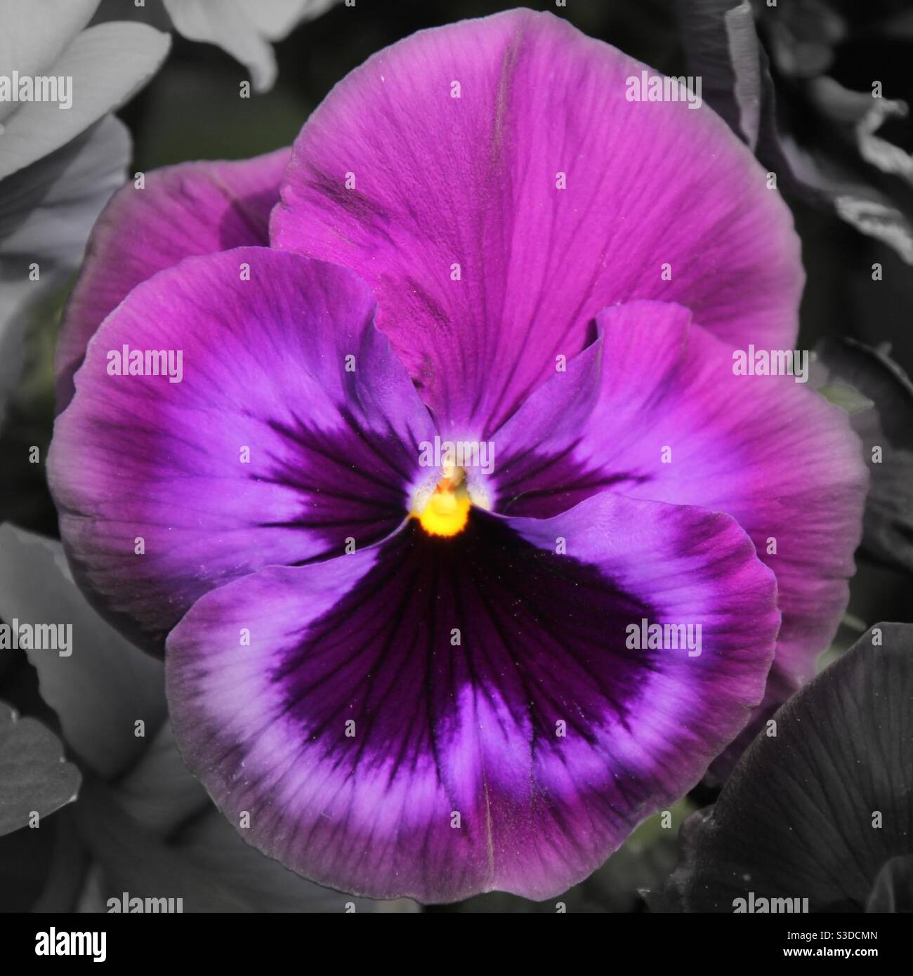 Purple viola hi-res stock photography and images - Alamy