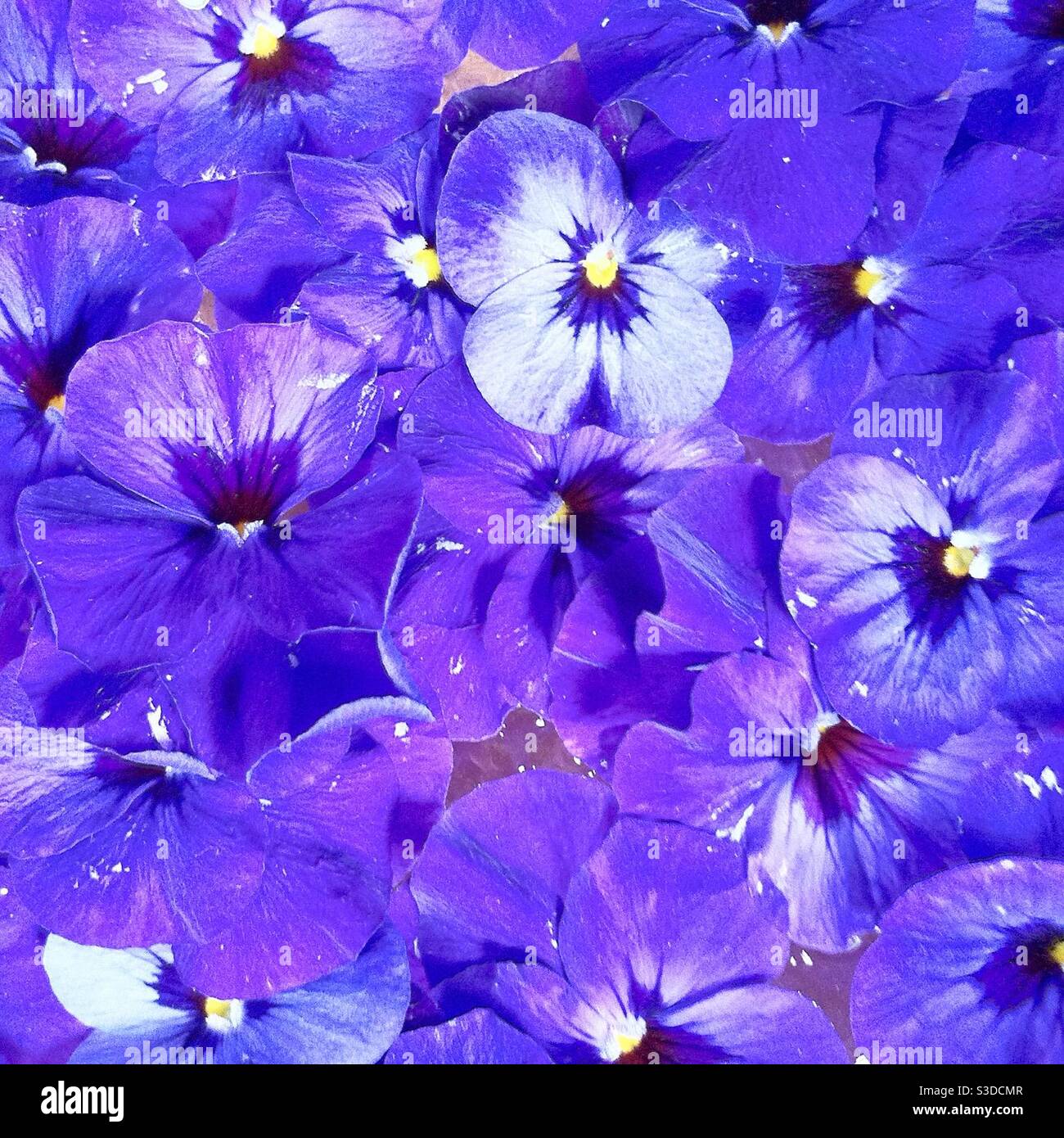 Viola flowers hi-res stock photography and images - Alamy