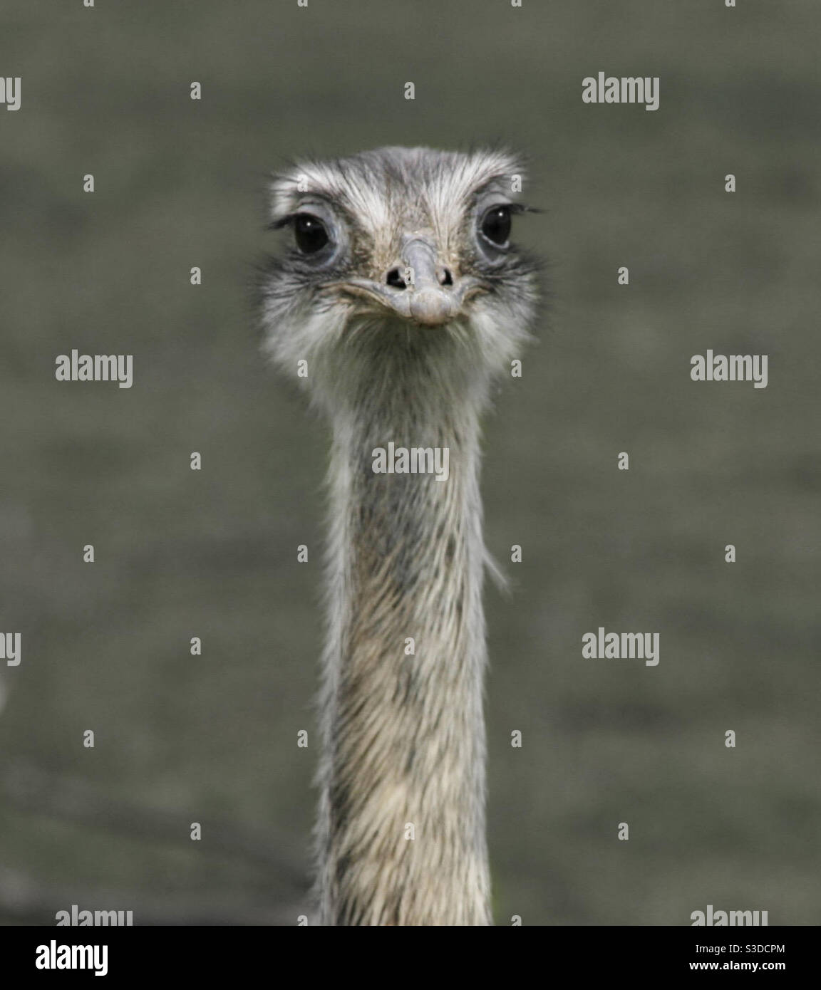 Ostrich bird hi-res stock photography and images - Alamy