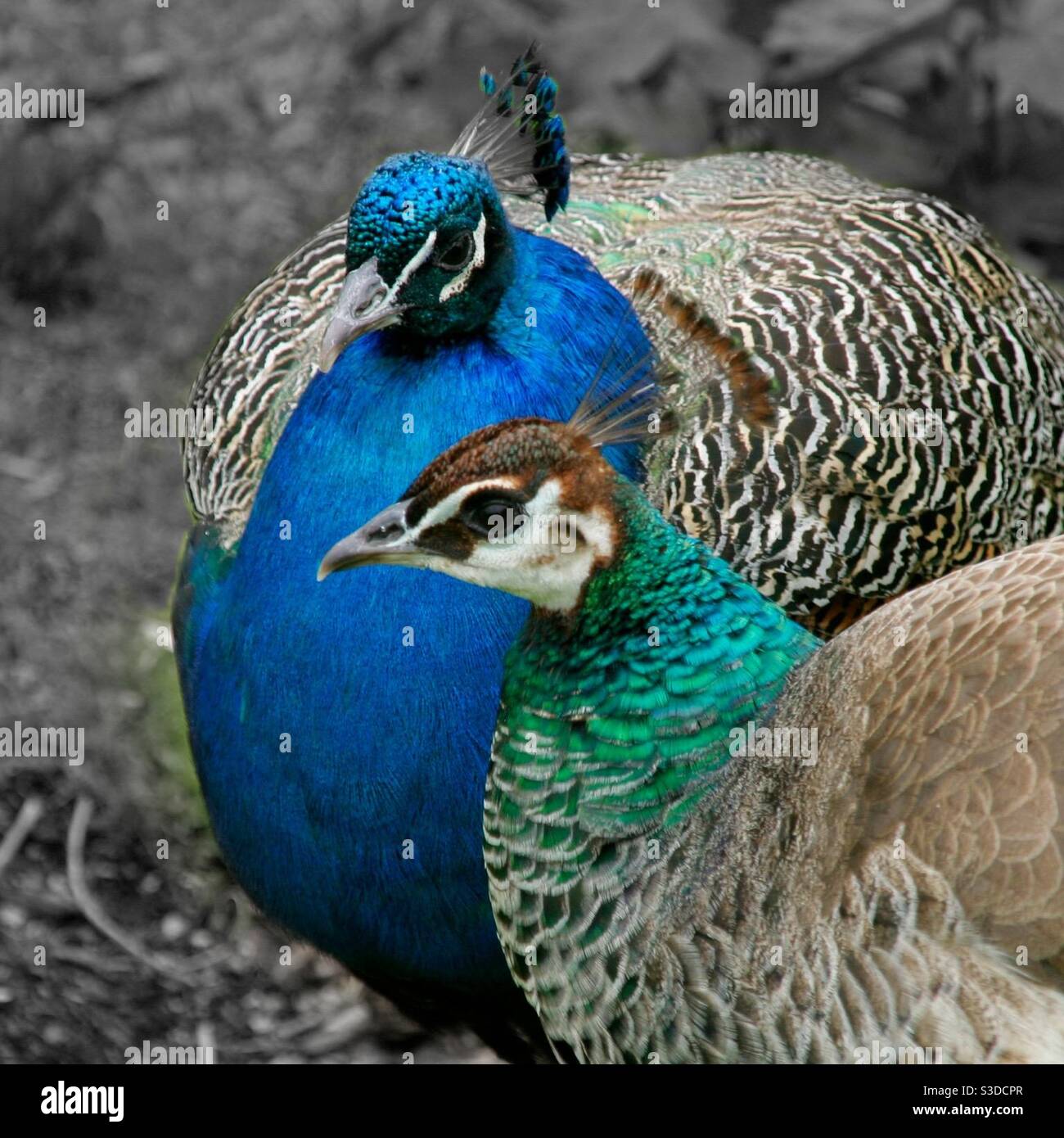 Peahen bird hi-res stock photography and images - Alamy