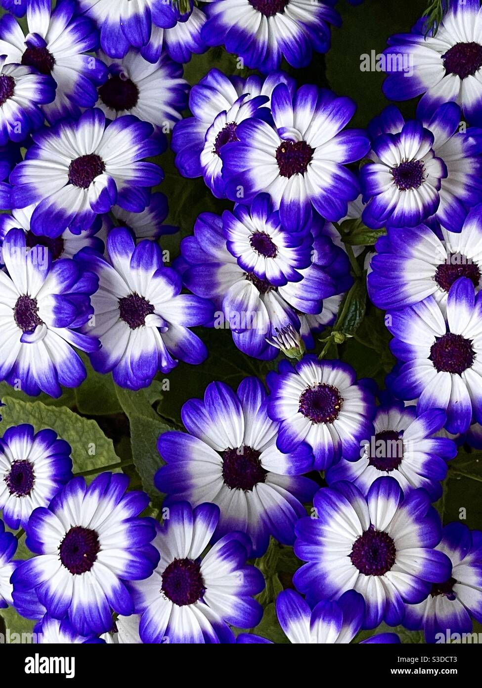 Blue cineraria hi-res stock photography and images - Alamy