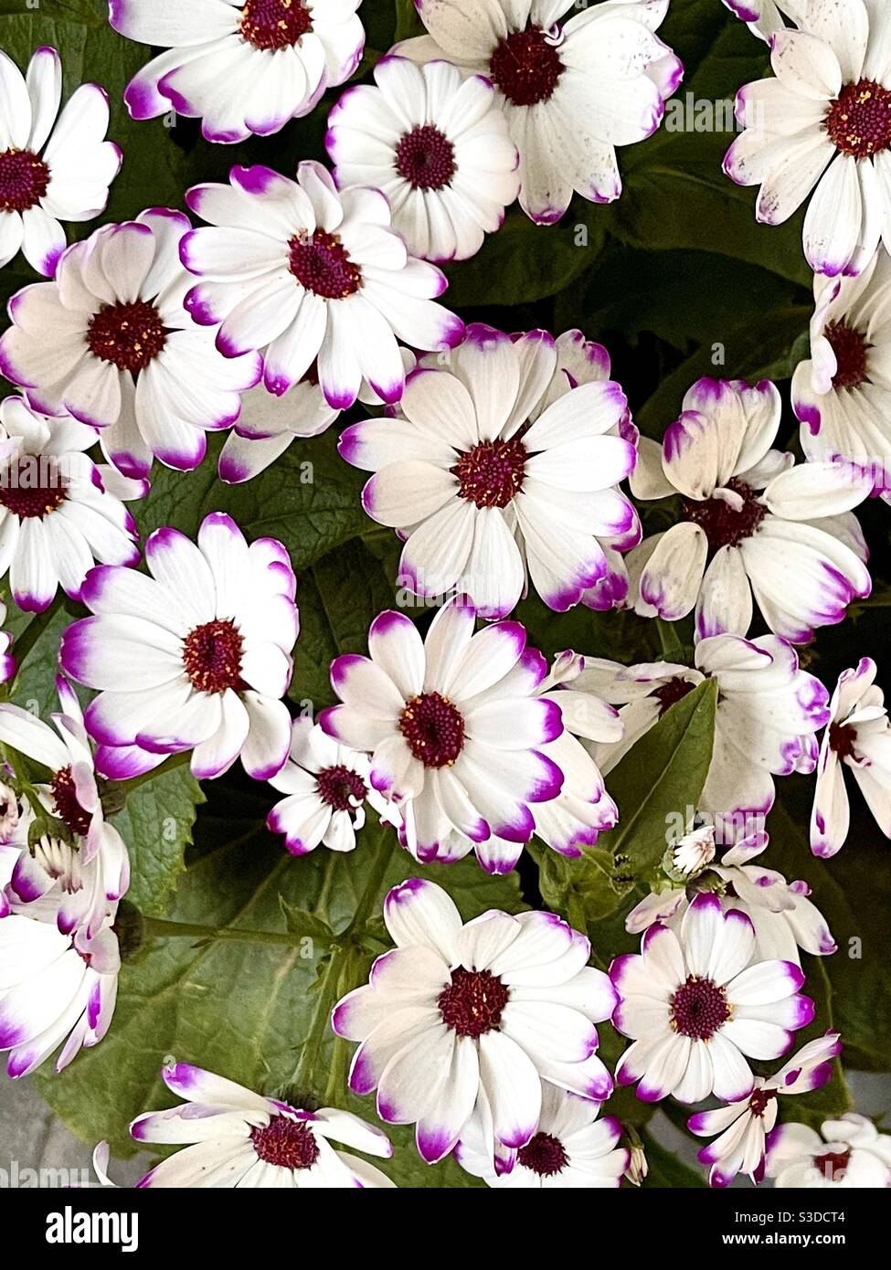 Pink Cineraria High Resolution Stock Photography and Images - Alamy