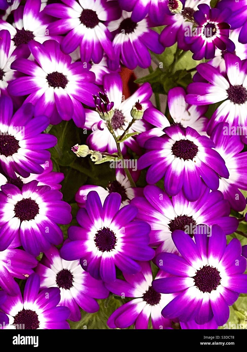 Pink Cineraria High Resolution Stock Photography and Images - Alamy