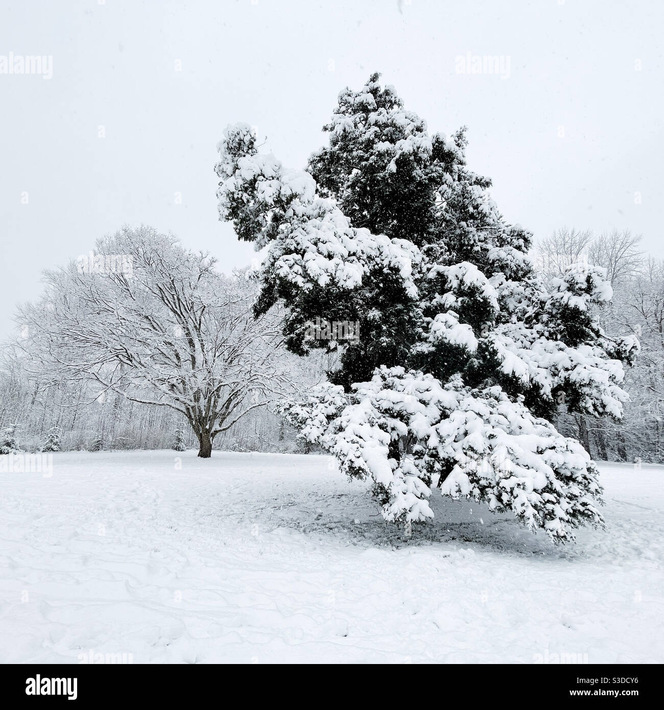 Cypress tree in winter hi-res stock photography and images - Alamy
